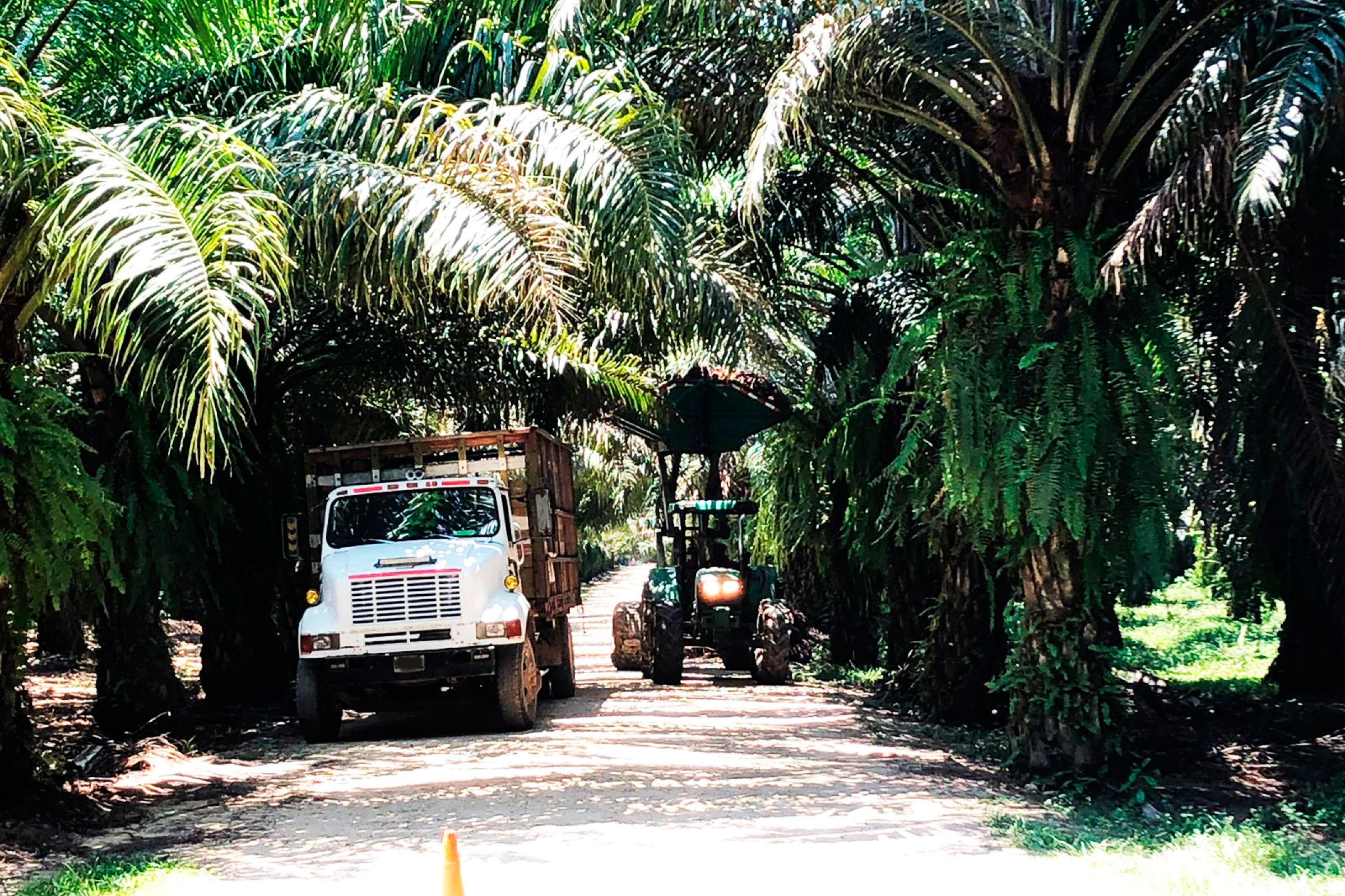 Aceite de Palma en Guatemala: Descubre Cómo lo Producimos